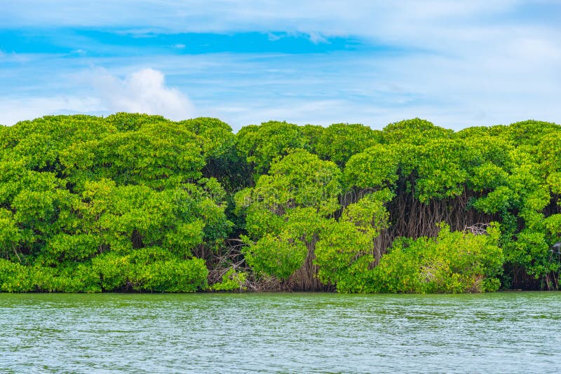 Mangrove Forest at Negombo Lake in Sri Lanka Stock Image - Image of ...