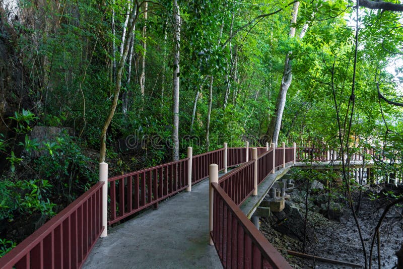 Mangrove Forest by the River.Bridge Over Water in the Forest Stock ...