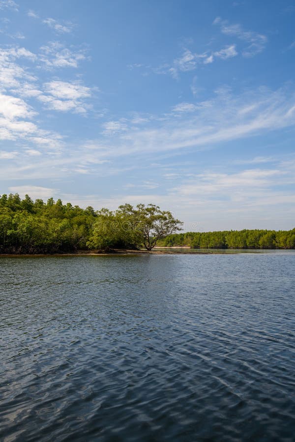 Mangrove Forest in Sea with Blue Sky Stock Photo - Image of jungle ...