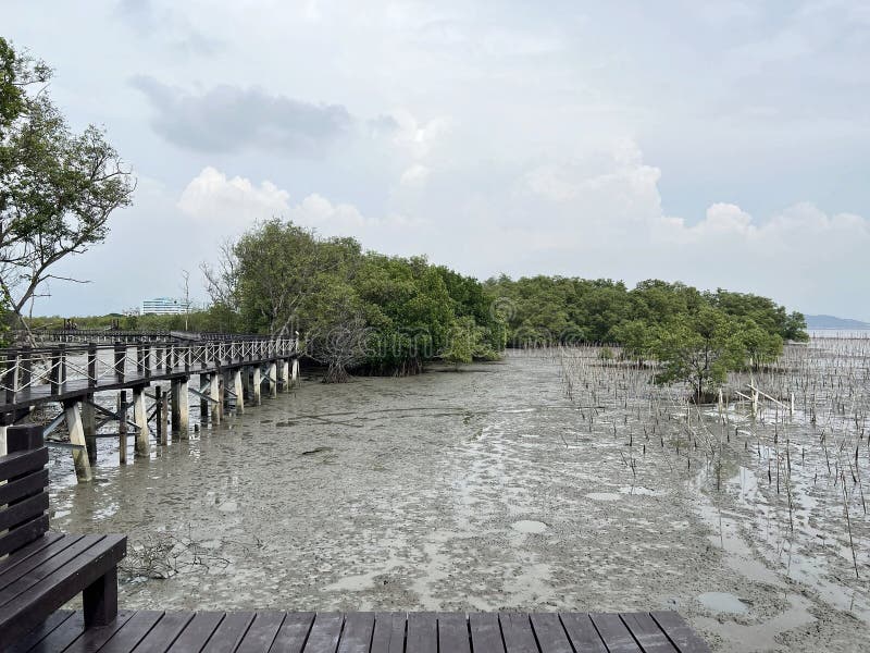 Mangrove Forest and Sea in the Morning Stock Photo - Image of green ...