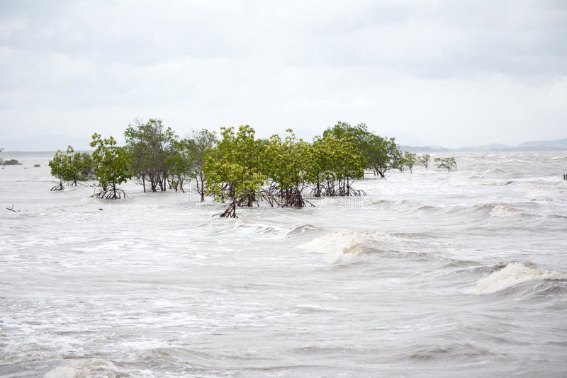 Mangrove forest stock photo. Image of protect, reflection - 41805274