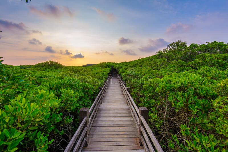 Mangrove Forest by the Sunset Stock Photo - Image of coastline, pathway ...