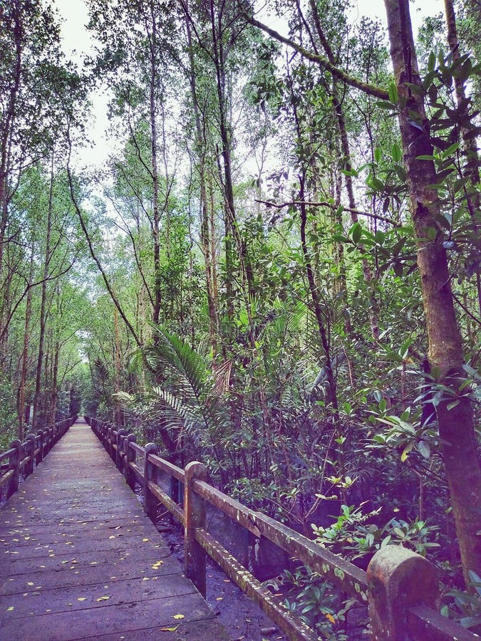 Mangrove forest of Tarakan stock photo. Image of green - 209573690