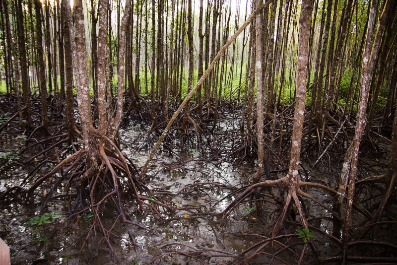 Mangrove forest. stock photo. Image of sunlight, asia - 40245554
