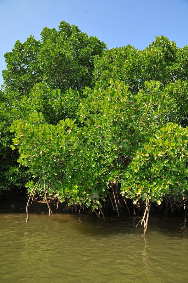 Mangrove forest stock photo. Image of water, reservation - 54644698