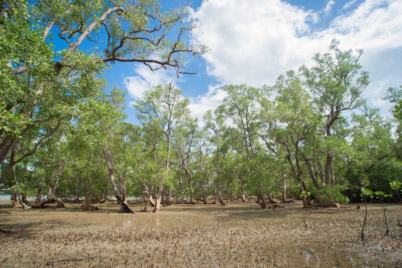 Mangrove forest stock image. Image of landscape, beautiful - 81550075