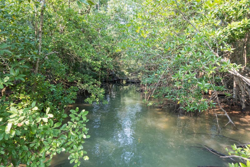 Mangrove forest view. stock photo. Image of destination - 112252668