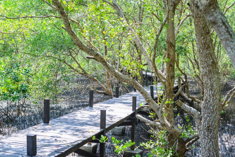 Mangrove forest walk stock photo. Image of boardwalk - 77706592