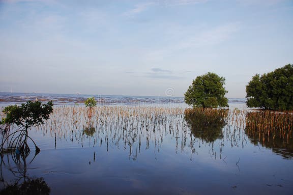 Afforest Mangrove Conserve Aquatic Animals Stock Photos - Free ...