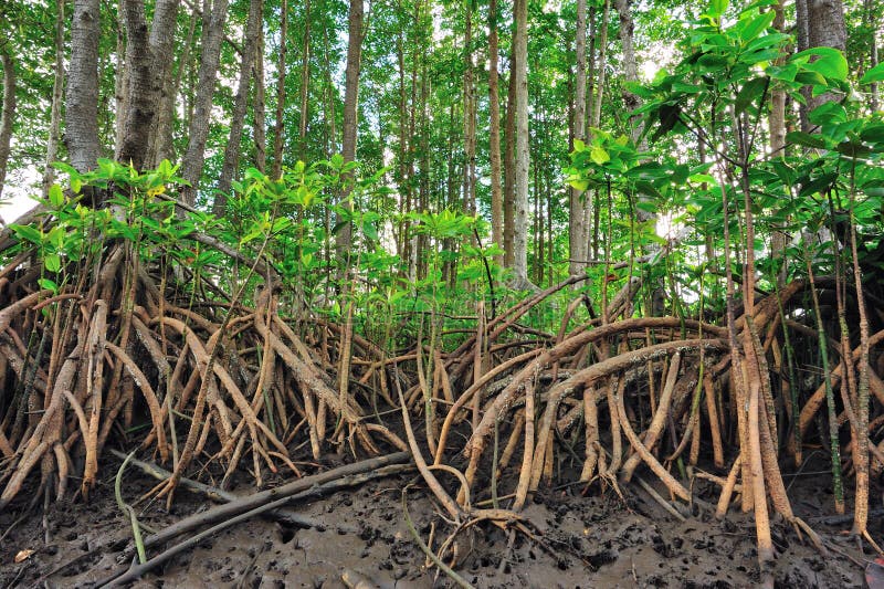 Mangrove stock image. Image of green, firewood, exotic - 59973899