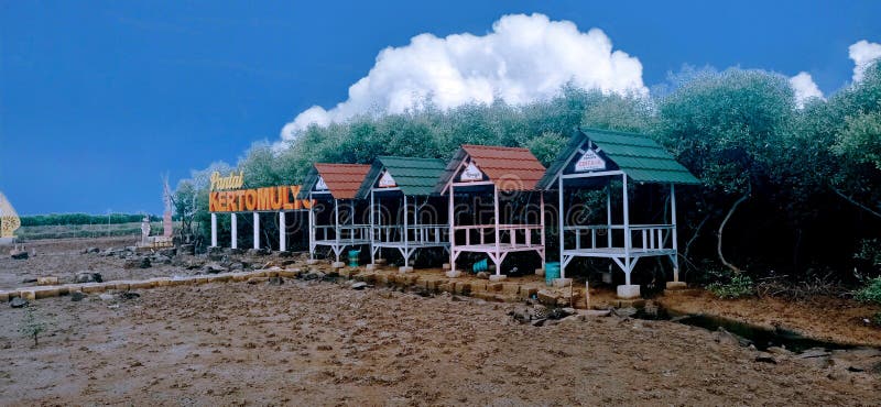 Mangrove Forests on the Coast of the Island of Java, Indonesia, are ...