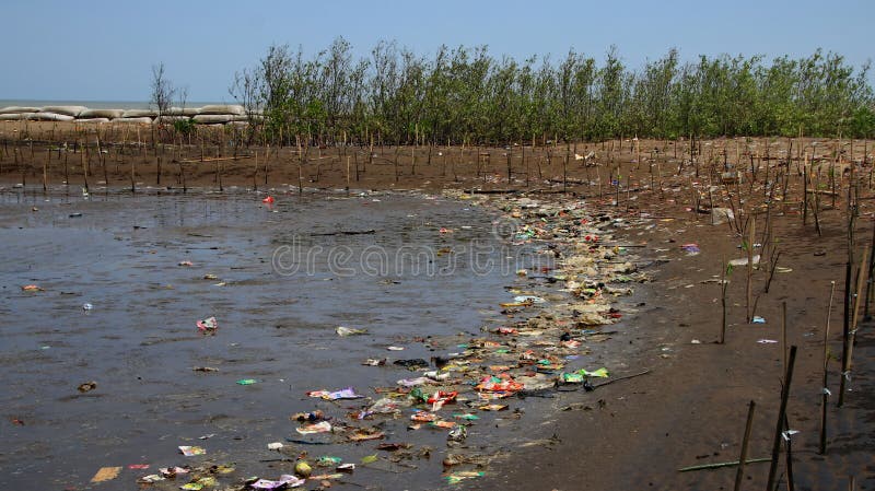 Mangrove Forest Contaminated Stock Photos - Free & Royalty-Free Stock ...