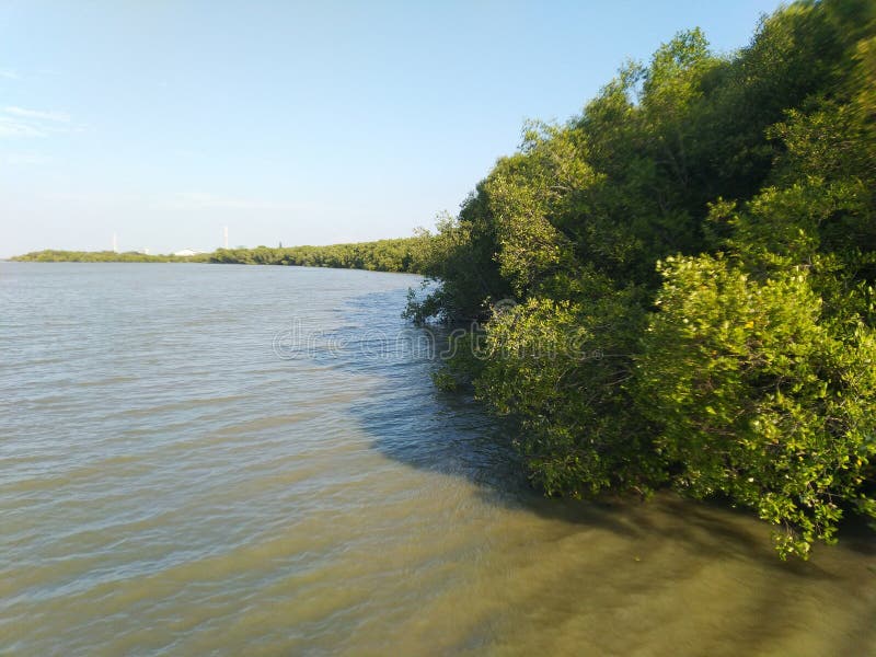 319 Mangrove Forests Indonesia Stock Photos - Free & Royalty-Free Stock ...