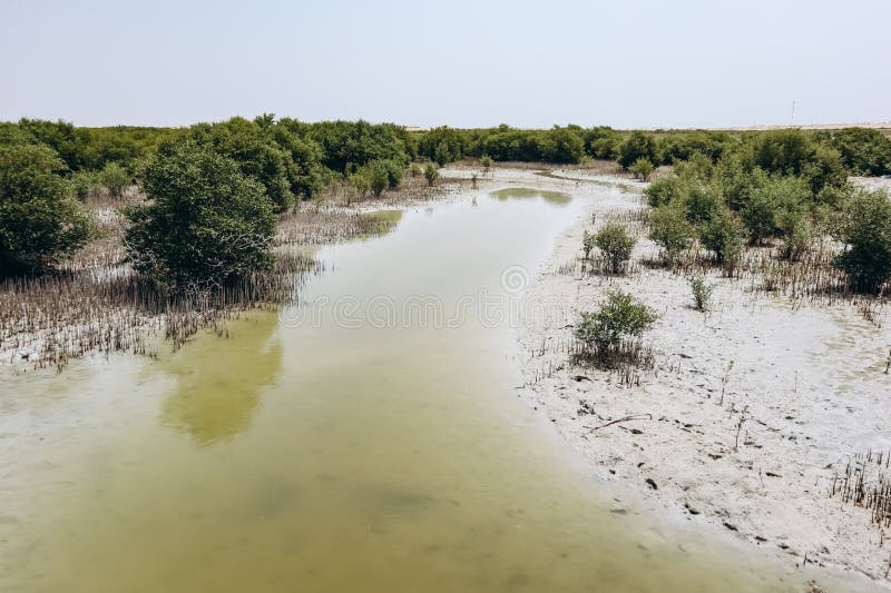 Mangrove Forests, One of Qatar S Natural Wonders Stock Image - Image of ...