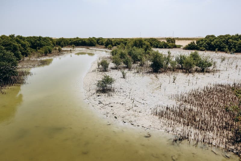 Mangrove Forests, One of Qatar S Natural Wonders Stock Image - Image of ...