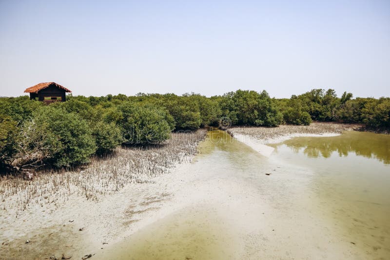 Mangrove Forests, One of Qatar S Natural Wonders Stock Photo - Image of ...