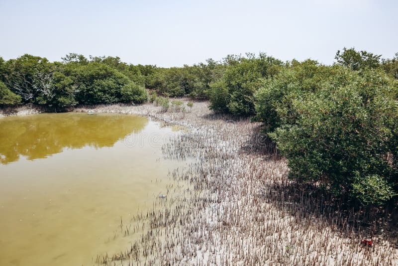 Mangrove Forests, One of Qatar S Natural Wonders Stock Image - Image of ...
