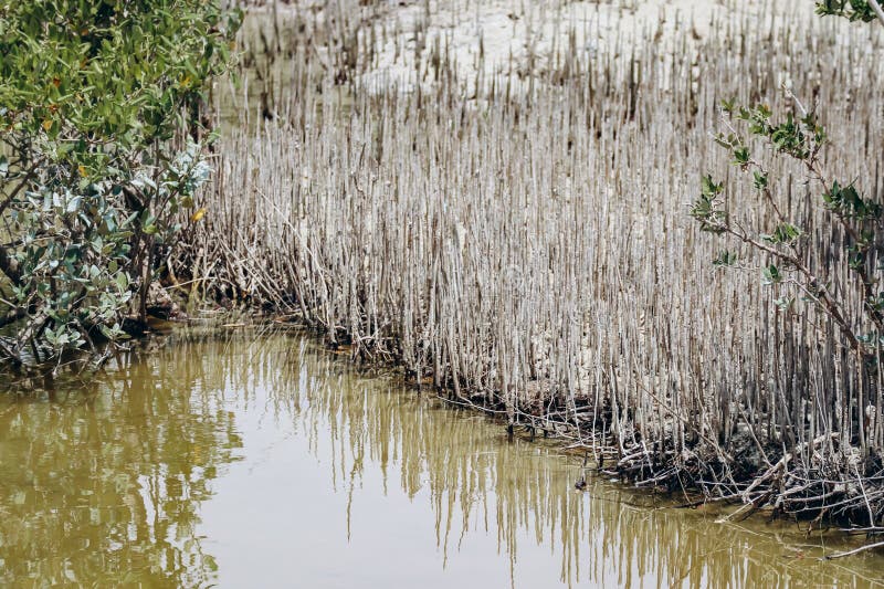 Mangrove Forests, One of Qatar S Natural Wonders Stock Image - Image of ...