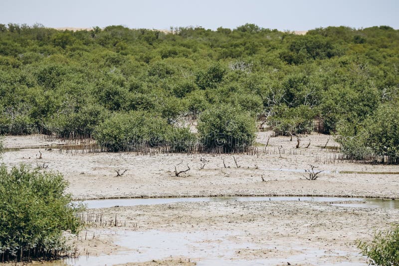Mangrove Forests, One of Qatar S Natural Wonders Stock Image - Image of ...