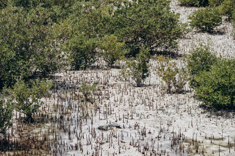 Mangrove Forests, One of Qatar Natural Wonders Stock Photo - Image of ...