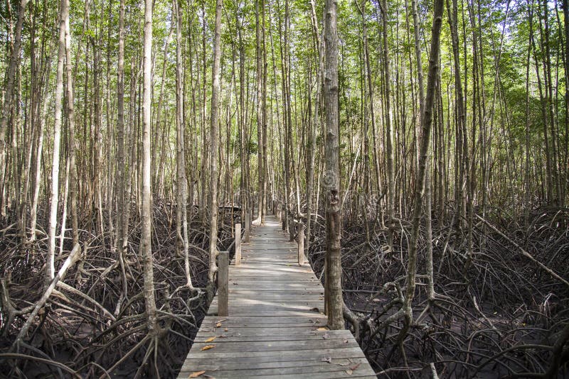 Mangrove Forrest stock image. Image of outdoor, bridge - 55837417