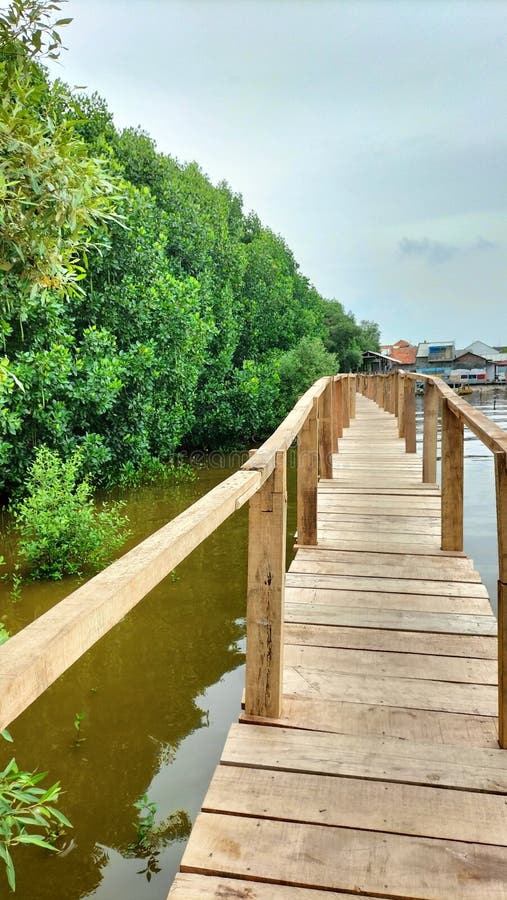 Mangrove bridge stock photo. Image of gate, beach, nature - 262926878