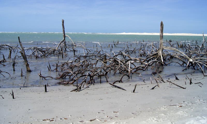 Mangrove Graveyard in the Jericoacoara National Park, Brazil Stock ...