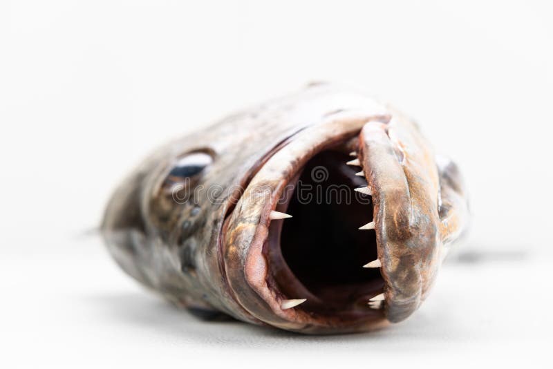 Mangrove Gray Snapper Fish Head Sharp Teeth Close Up Open Mouth Stock ...