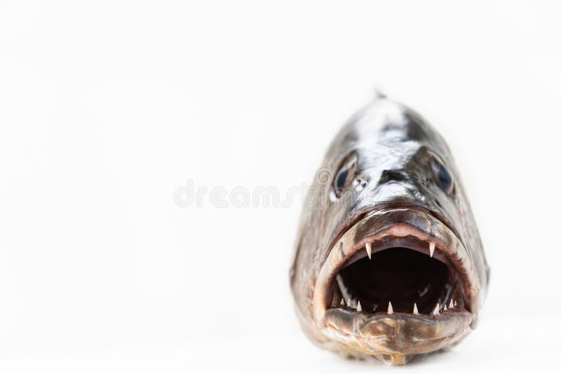 Mangrove Gray Snapper Fish Head Sharp Teeth Close Up Open Mouth Stock ...