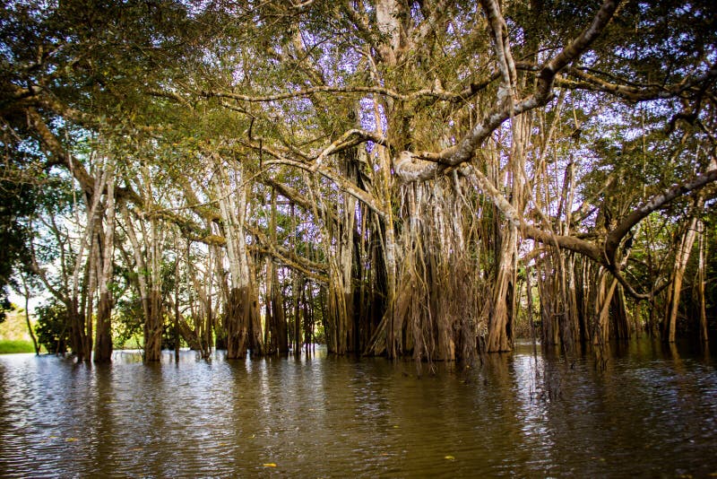 Mangrove at a Lagoon Near Amazon River Stock Photo - Image of land ...