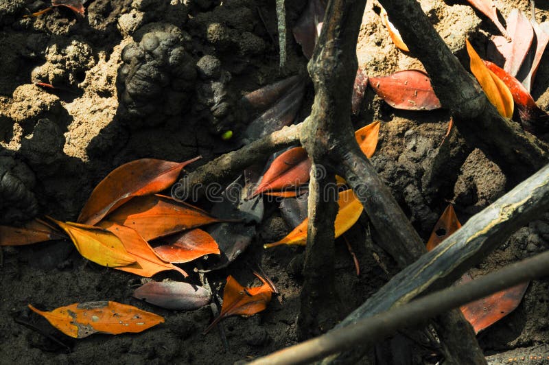 Mangrove Leaves on the Ground Stock Photo - Image of trees, leaves ...