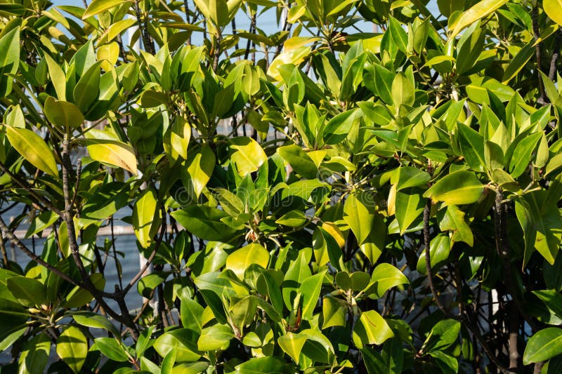 Mangrove Leaves Textures Pattern for Backdrop Stock Image - Image of ...