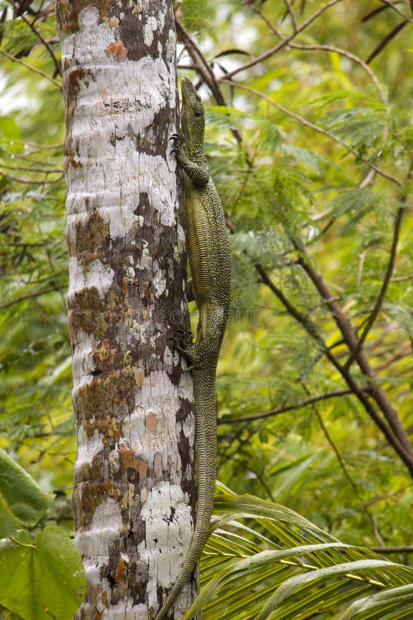 Mangrove Monitor Lizard on Tree Stock Photo - Image of monitor, brown ...