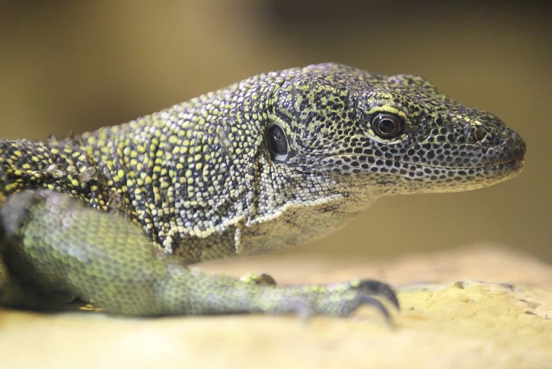Mangrove monitor lizard stock image. Image of detail - 42502013