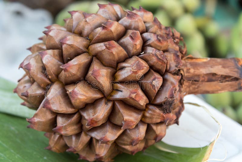 Mangrove Palm, Nipa Palm, Atap Palm Stock Image - Image of seed, nipa ...