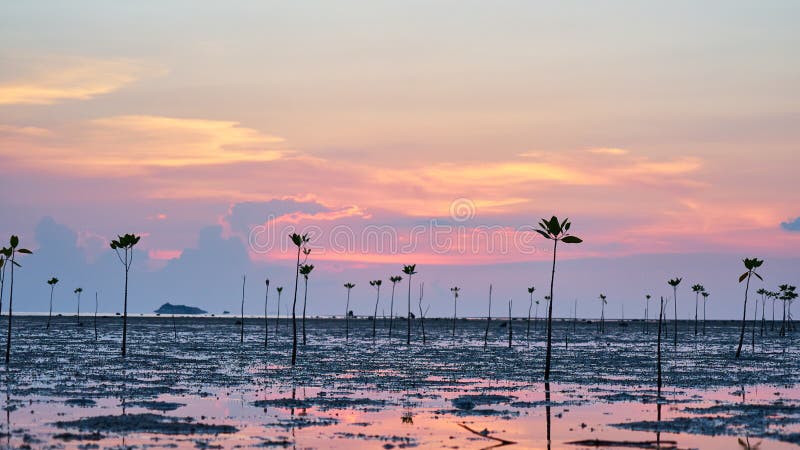 Mangrove and pink sunset stock image. Image of horizon - 91298637
