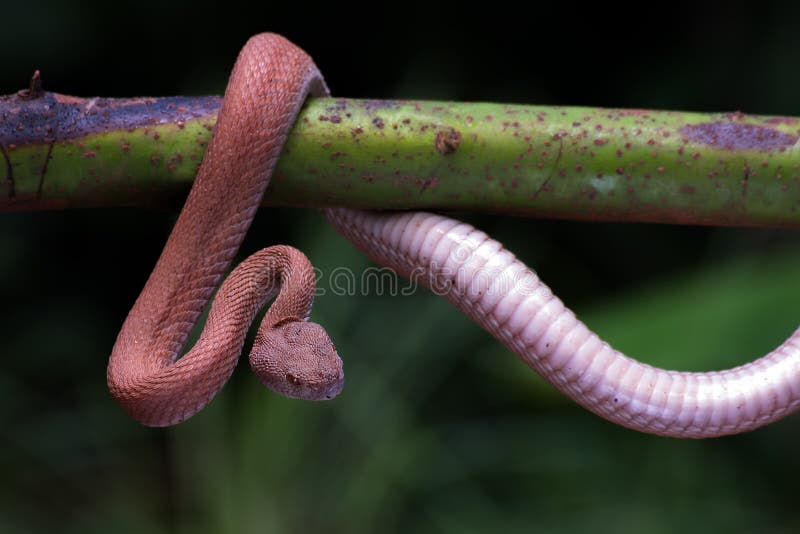 Mangrove Pit Viper Ready for Attack Stock Photo - Image of bite, hand ...