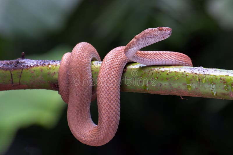 Mangrove Pit Viper Ready for Attack Stock Image - Image of frog, deadly ...