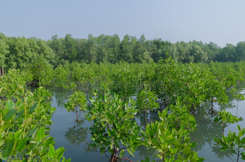 Mangrove planting stock photo. Image of clear, nature - 41571008