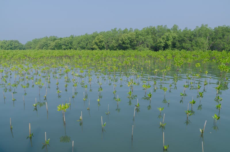 Mangrove planting stock photo. Image of freshness, green - 41571054