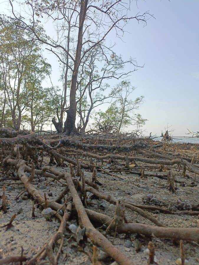 Mangrove Plants on the Beach Stock Photo - Image of mangrove, plants ...