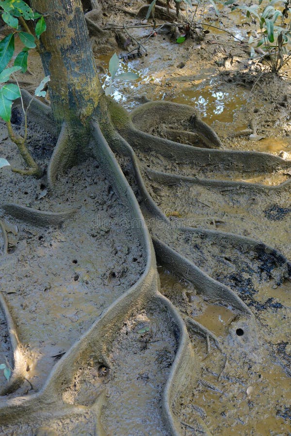 Mangrove plate-shaped root stock photo. Image of mangrove - 317045724