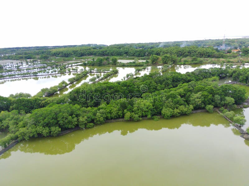 Mangrove Ponds in Mengare Gresik East Java Indonesia Stock Image ...