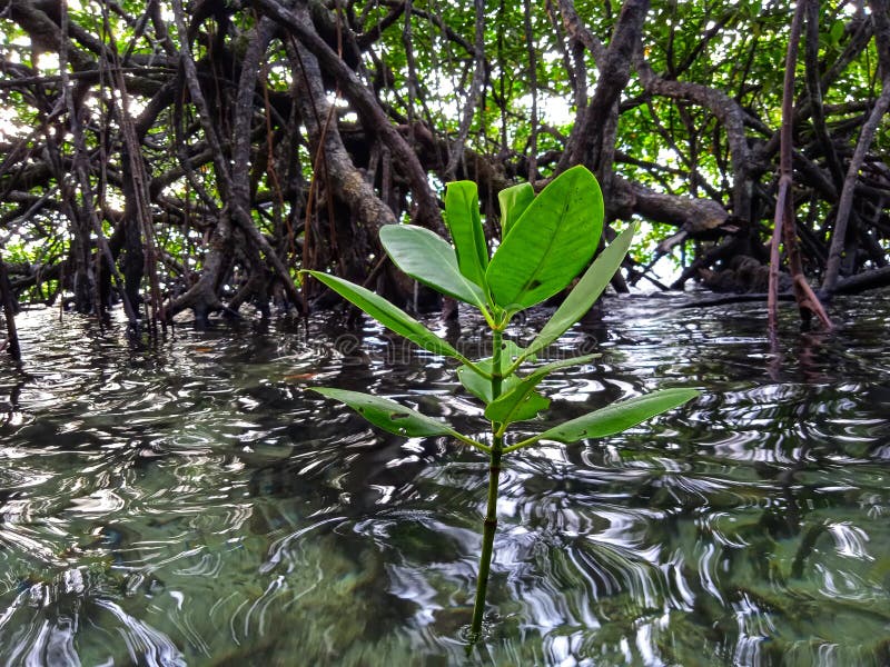 The Mangrove rain forest stock photo. Image of mangrove - 200431426