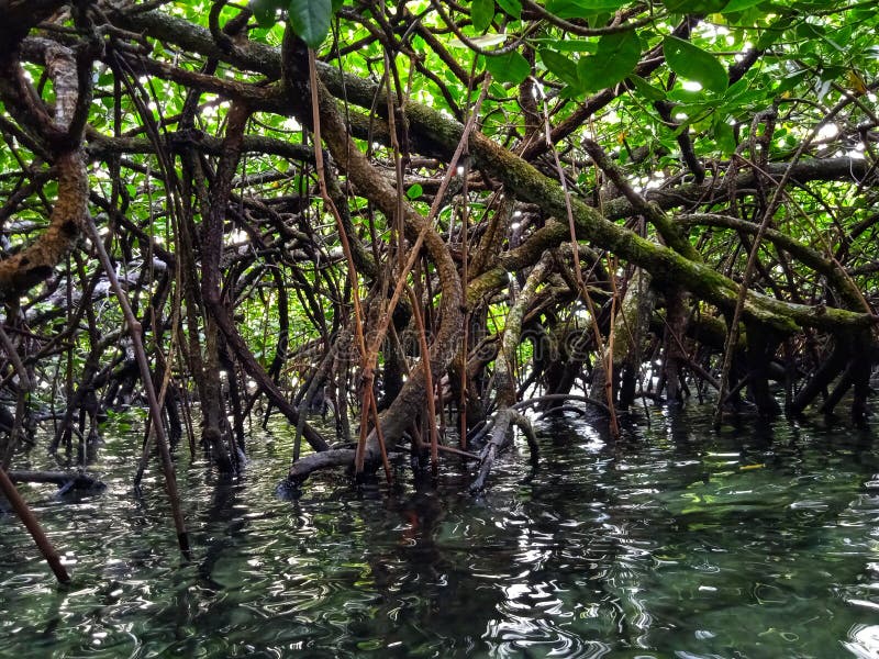 The Mangrove rain forest stock photo. Image of rain - 200431610