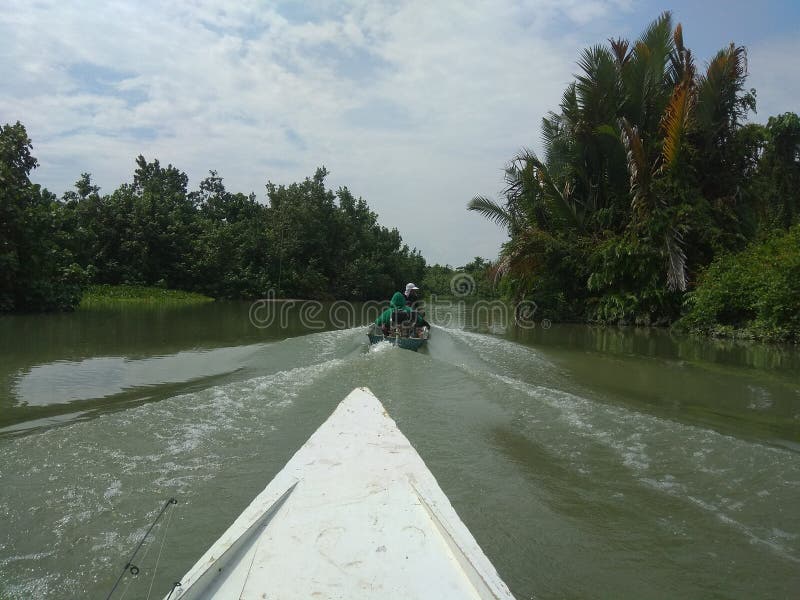 The Mangrove River stock image. Image of boat, boating - 348846929