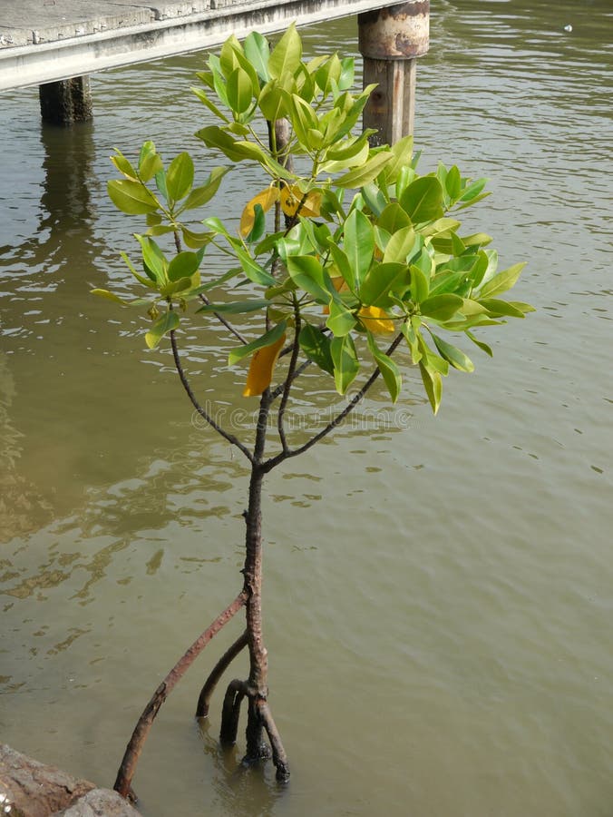 Mangrove stock image. Image of twig, branch, color, plantation - 82039499