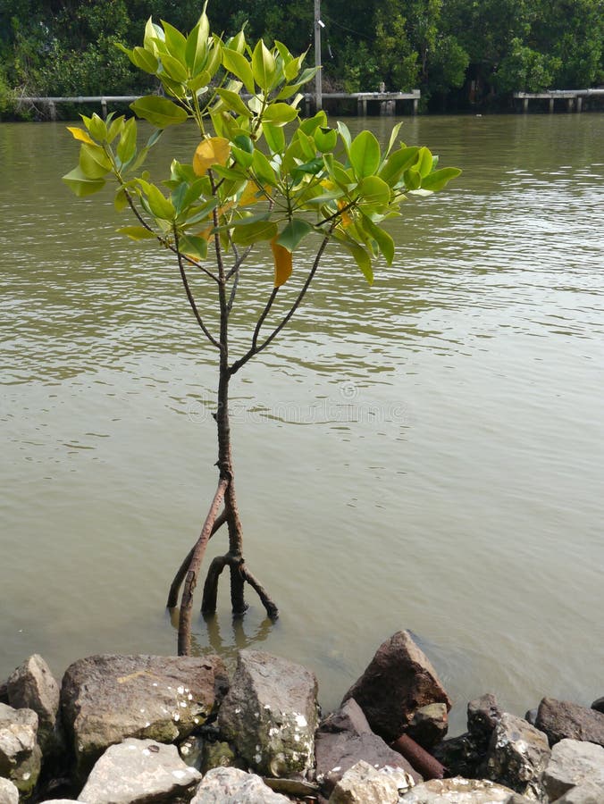 Mangrove stock photo. Image of color, river, branch, plants - 82040736