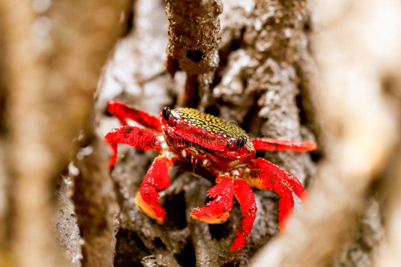 Mangrove Root Crab stock photo. Image of coast, crustacean - 61379402
