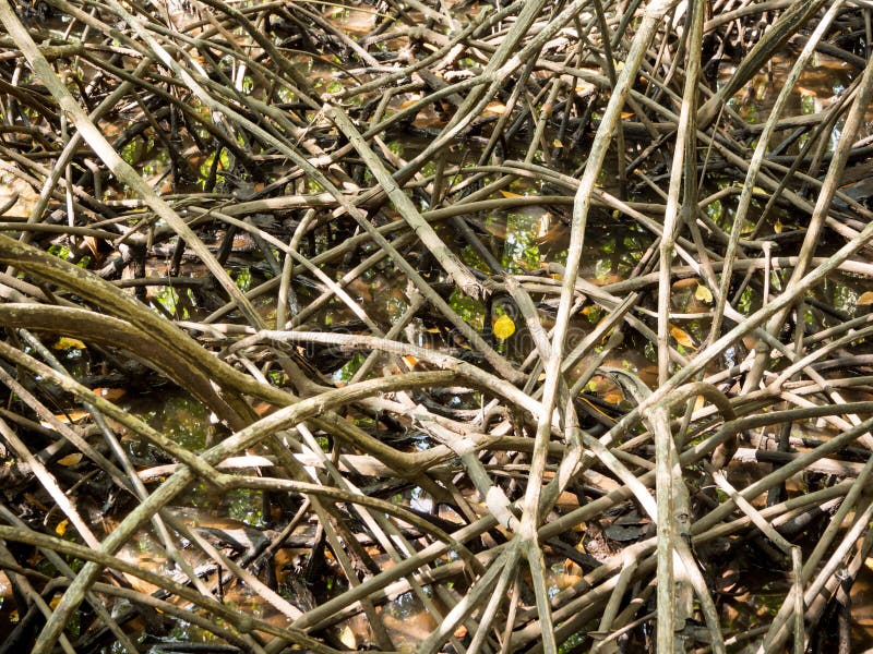 Mangrove Root Texture, Stilt - Roots Stock Photo - Image of root, grass ...